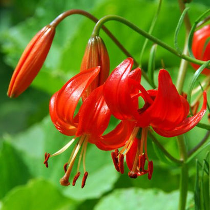 Gardeners Love These Native Lilies—Here’s Why – Firefly Farm and Mercantile