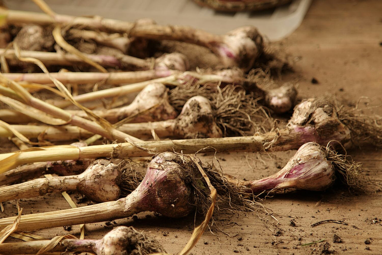 The Right Way to Prepare Garlic for Planting and Healthy Growth – Firefly Farm and Mercantile
