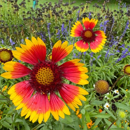 Blanketflower- Prairie Native (Gaillardia aristata) – Firefly Farm and ...