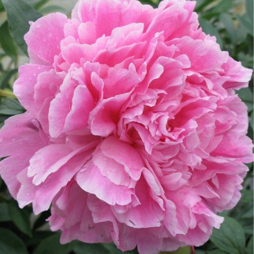 Dr. Alexander Fleming - Peony, 1950 introduction, Netherlands, lactifl ...