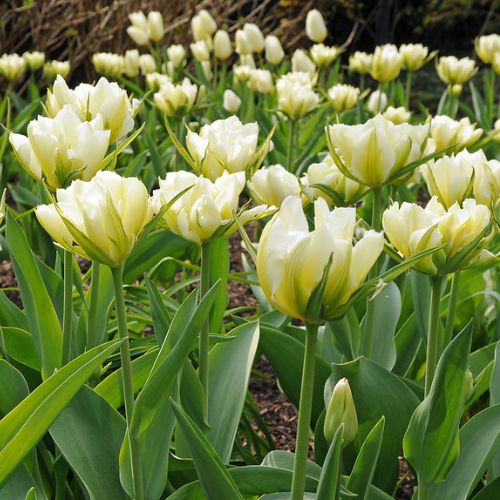 Tulips – Firefly Farm and Mercantile