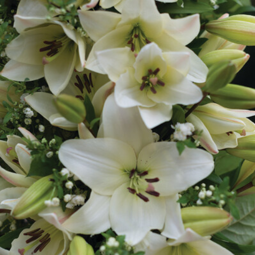 Eyeliner' Lily (LA Hybrid Lily - Longiflorum Asiaticum, Div VIII Lily ...