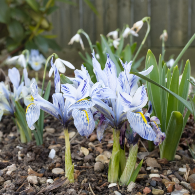 Iris Miniature 'Katharine Hodgkin', Dwarf Iris Species (Dutch ...