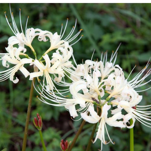 White Lycoris Spider Lily, White Naked Ladies, Surprise Lily, Lycoris ...