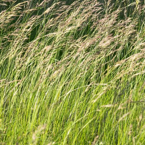 Native Grasses – Firefly Farm and Mercantile