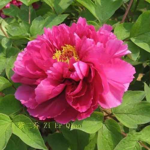 Sunset (Luo Yang Hong) Tree Peony, Bare Root – Firefly Farm and Mercantile