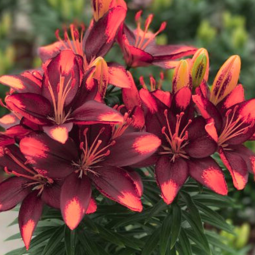 Tiny Ink Lily, Lilium Asiatic (Asiatic Lily, Lily Div I) – Firefly Farm ...