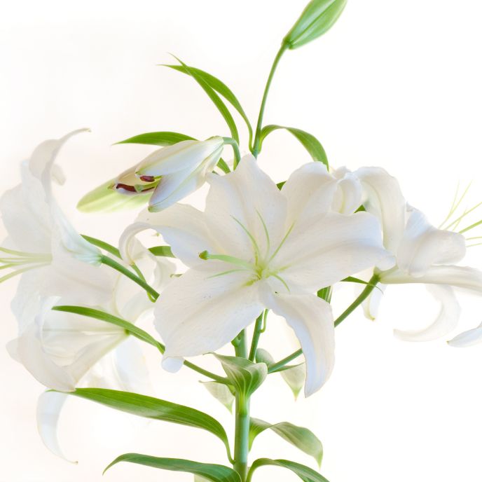 White Cocotte Lily - Lilium Asiatic (Pollenless Asiatic Lily, Lily Div ...