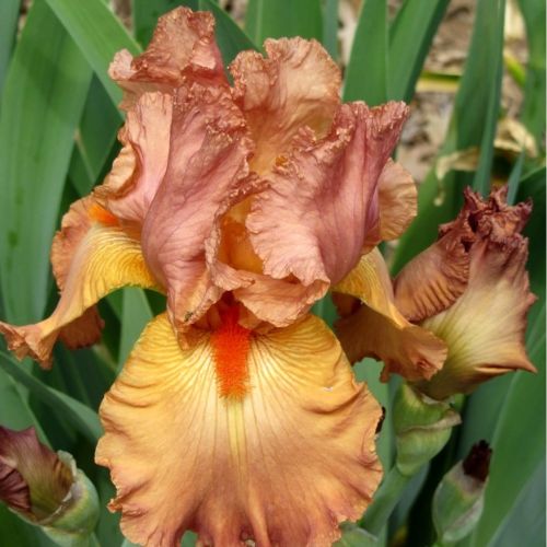 Bearded Iris 'Copper Classic', German Iris – Firefly Farm and Mercantile